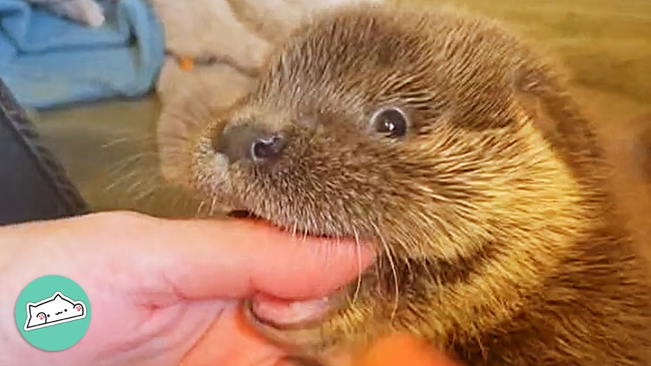 Girl Can’t Escape Otter’s Love Bites. He Won’t Stop Giving Them ...