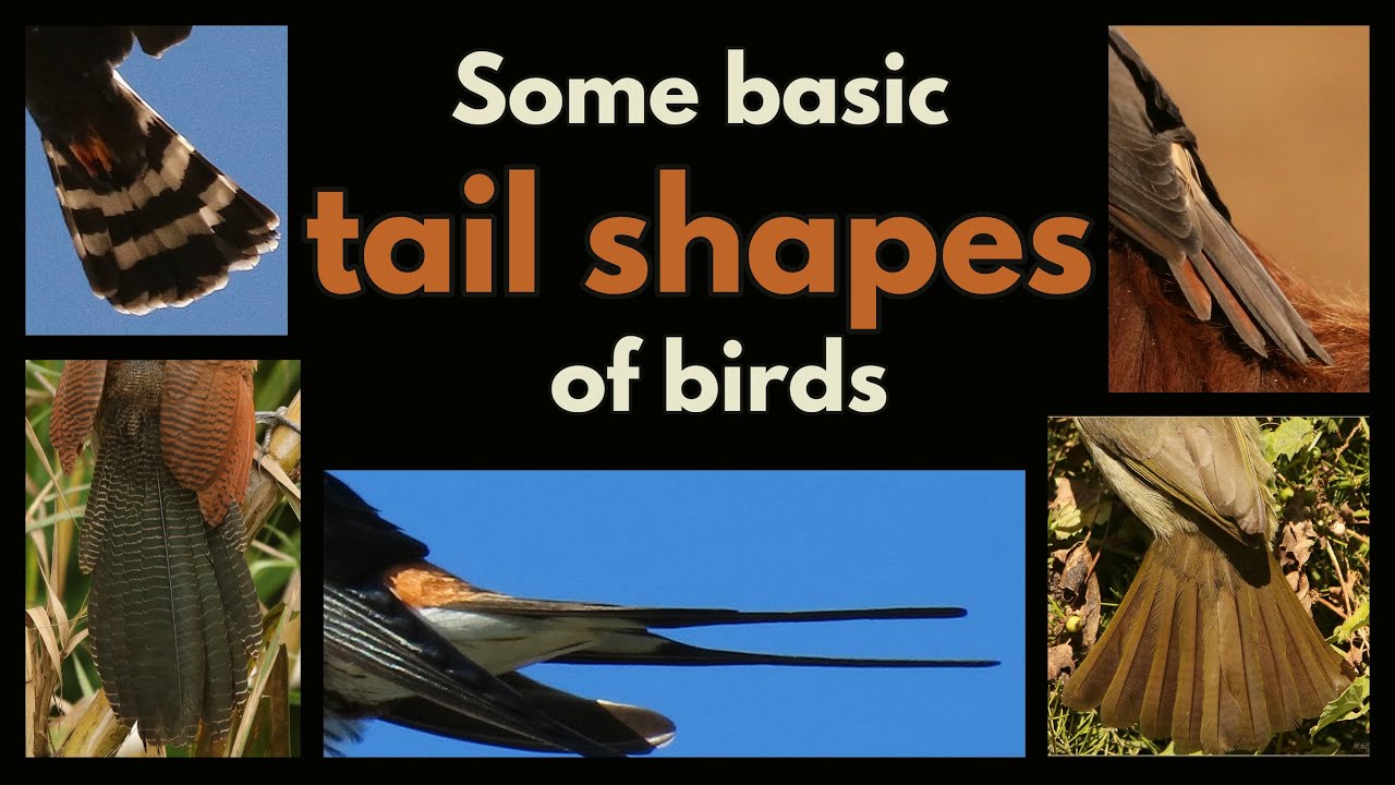 Basic tail shapes in birds - YouTube