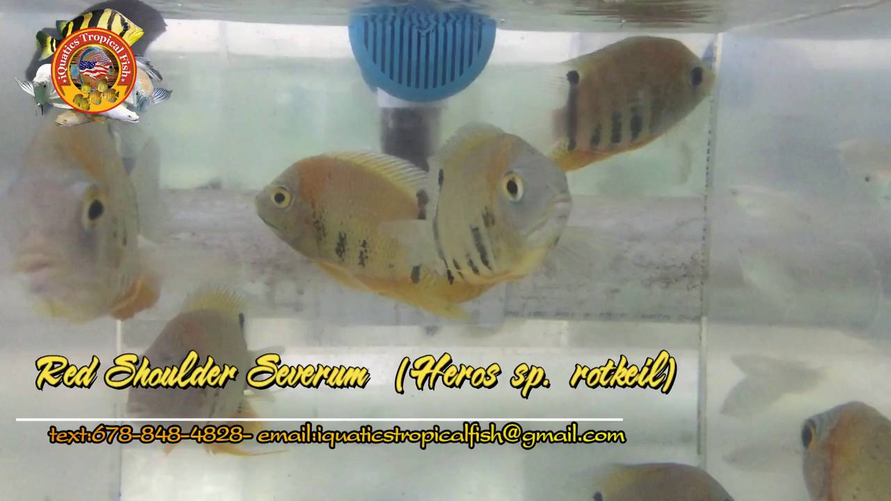 Red Shoulder Severum (Heros sp Rotkeil) - YouTube