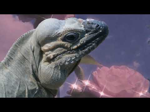 Sounds Iguana