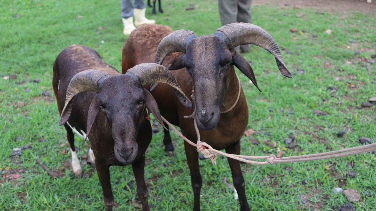 BODE DIFERENTE HOJE😳!! -FEIRA DE CARNEIRO E PORCO EM CACHOEIRINHA PE ...
