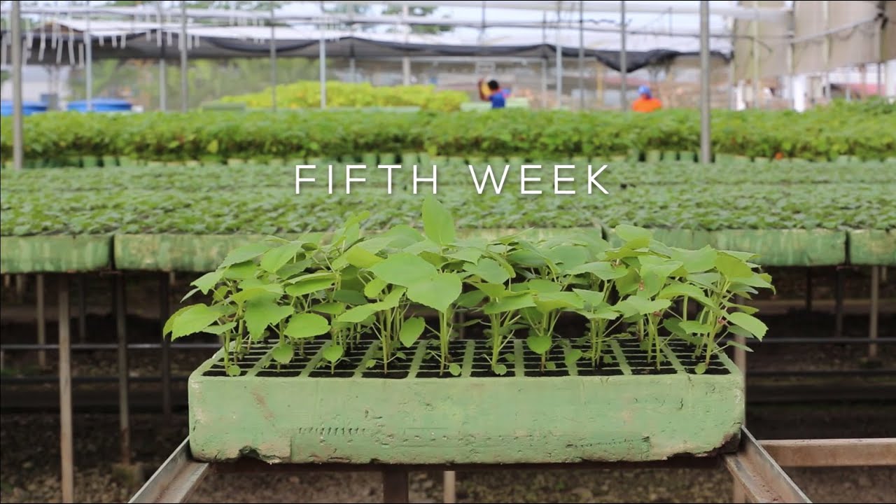 3A Composites BALTEK® Core - Your Global Balsa Source - YouTube