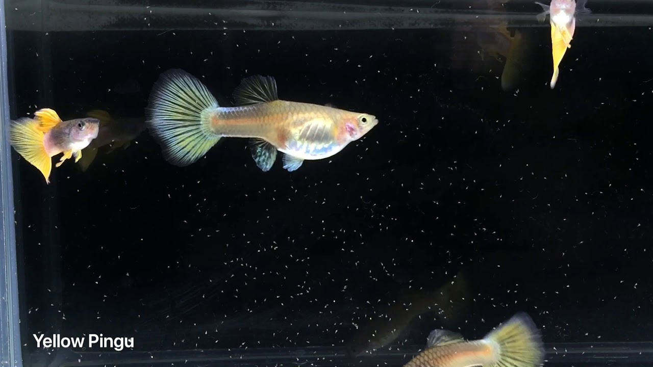 Yellow Pingu Guppy's - YouTube