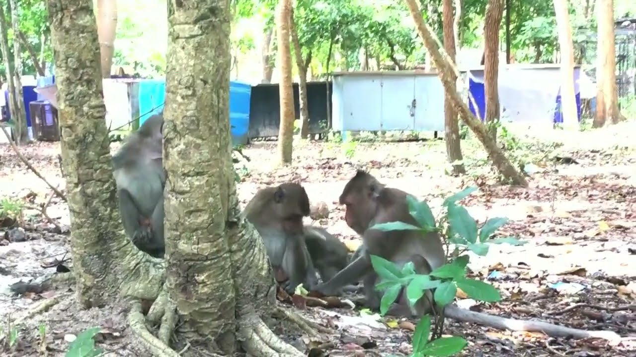 They approach human Lovely Monkeys to eat food | Kun Wildlife TV - YouTube