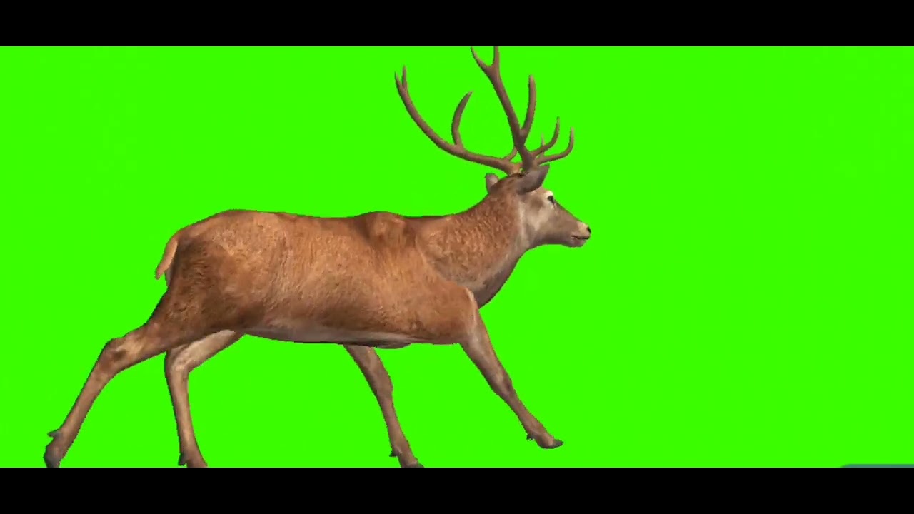 DEER GREEN SCREEN COPYRIGHT FREE VIDEO. - YouTube