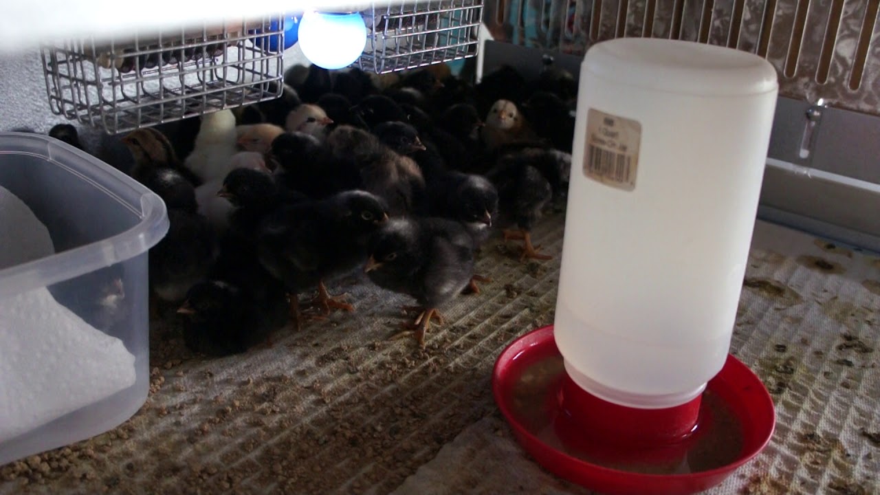 Sportsman GQF brooder with my chicks------ GQF Брудер с моими цыплятами ...