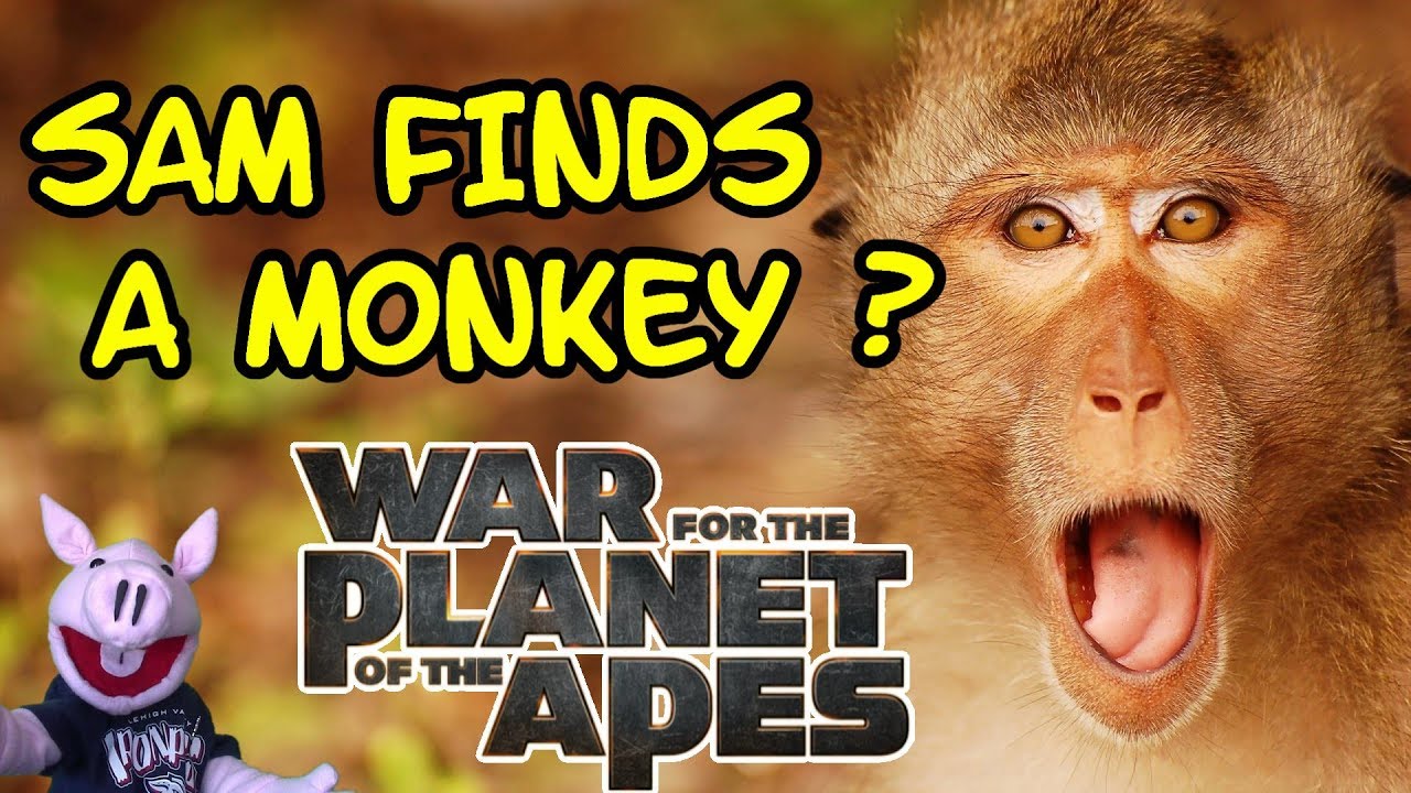 WAR FOR THE PLANET OF THE APES : SAM FINDS A MONKEY ? 🐵 | Sam The Ham ...