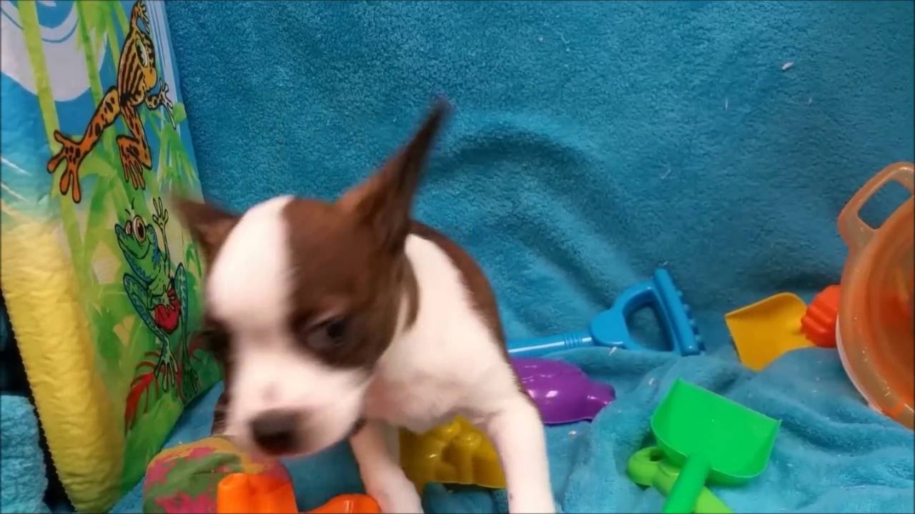 Male Brat Puppy - YouTube