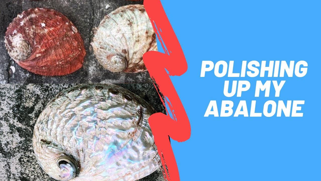 Polishing up my Abalone collection - YouTube