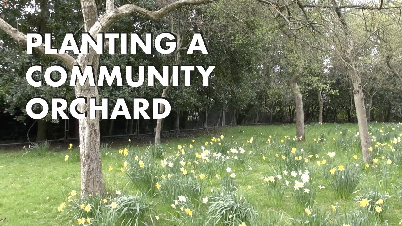 Planting A Community Orchard - YouTube
