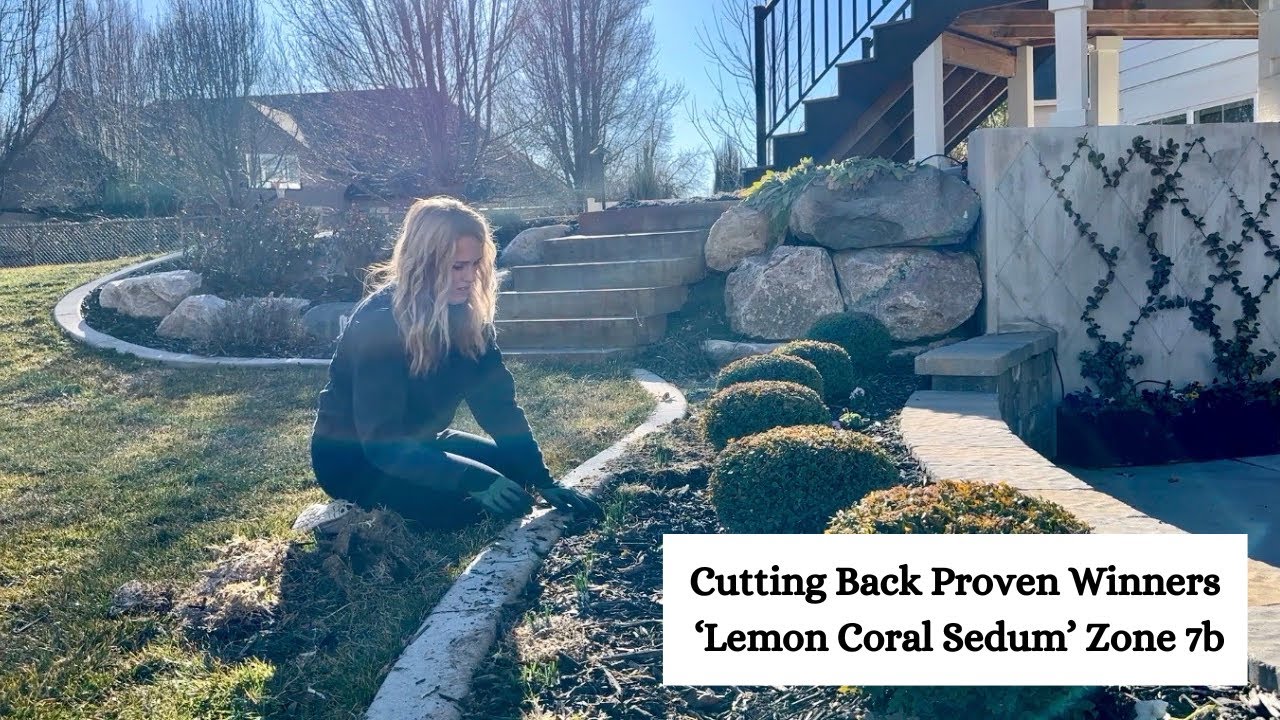 Cutting Back Lemon Coral Sedum Zone 7B - YouTube