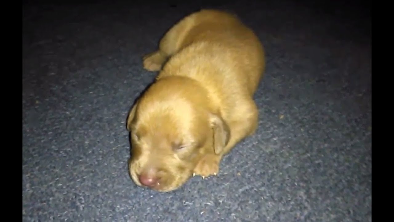 Baby Pitbull/Boxer Mix Puppies (Part 2) - Belly Rub! - YouTube
