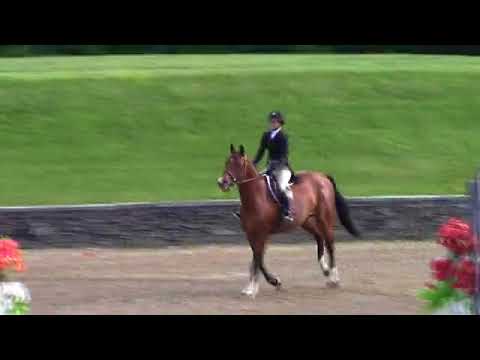 Video of Aljano Jr ridden by Madelyn Lowe from ShowNet! - YouTube
