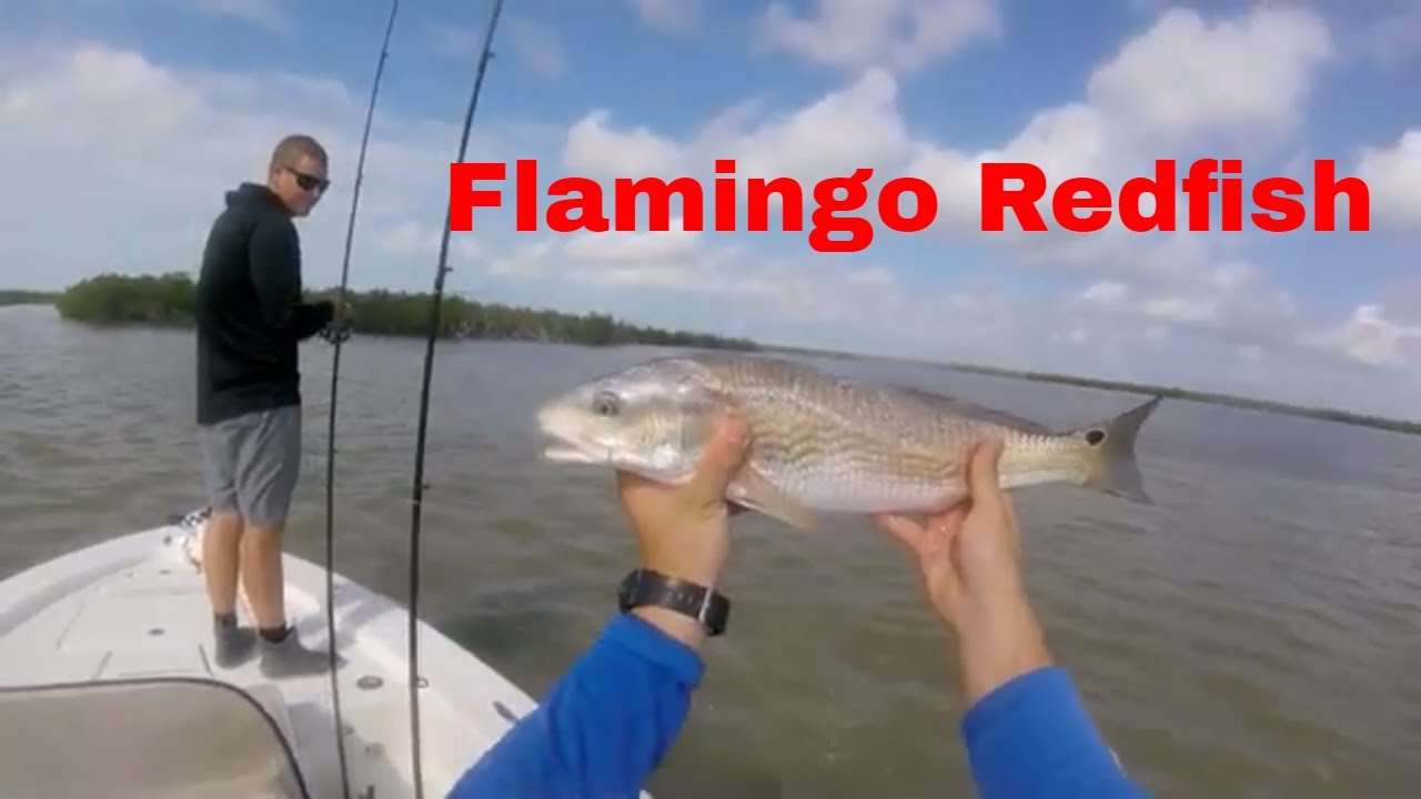 Everglades National Park - Fishing FLAMINGO!! Ep82 - YouTube