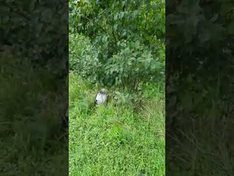 Gedebey daglar anasi.z,z