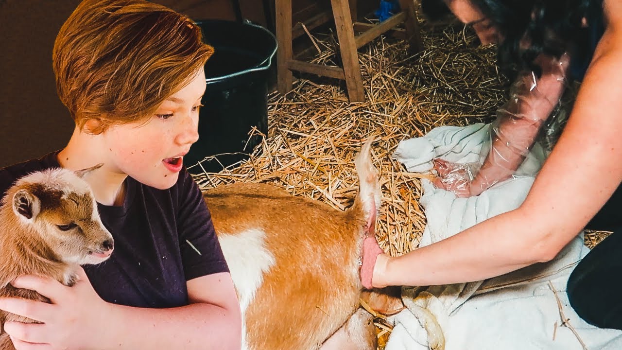 Uh oh...this one's STUCK! (Fern's labor & delivery -- miniature goat ...