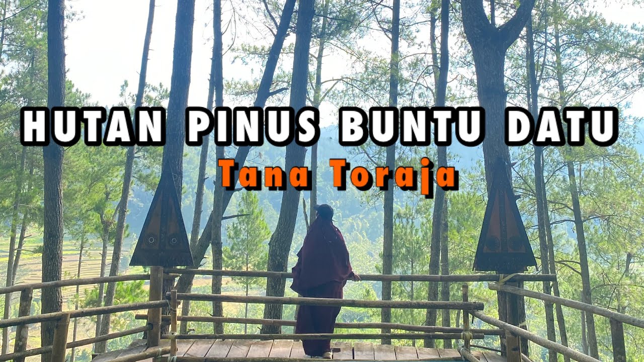 Mengenal Lebih Dekat Objek Wisata Pohon Pinus Buntu Datu Salah Satu Hot Sex Picture
