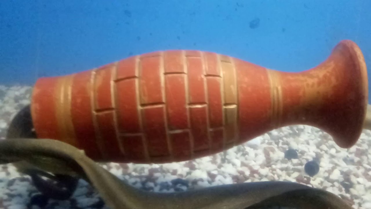 Eel fish (order Anguilliformes) ! - YouTube