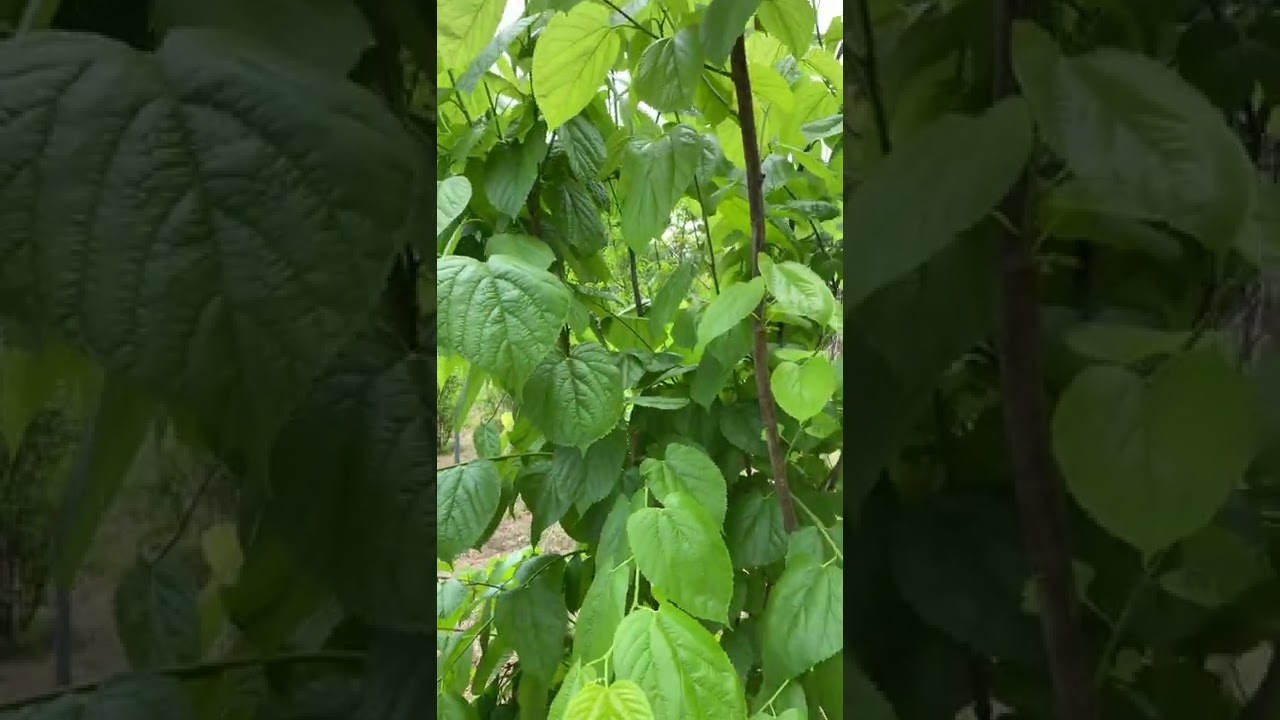 TICE Mulberry Tree..An Old Florida Variety..central Florida zone 9b ...