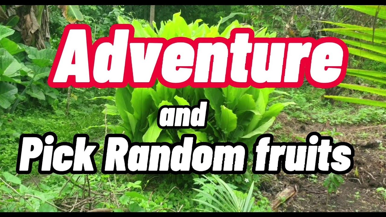 Adventure and pick random fruits - YouTube