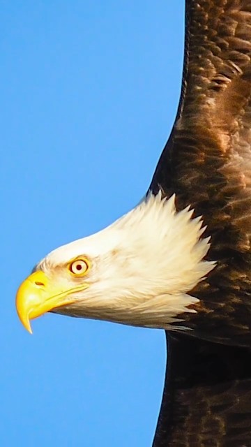 Eagle Eyes! - Eagle Vision - YouTube