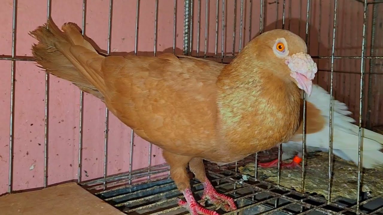 amazing Carrier Pigeons | English Carrier Pigeon breeders | Top colors ...