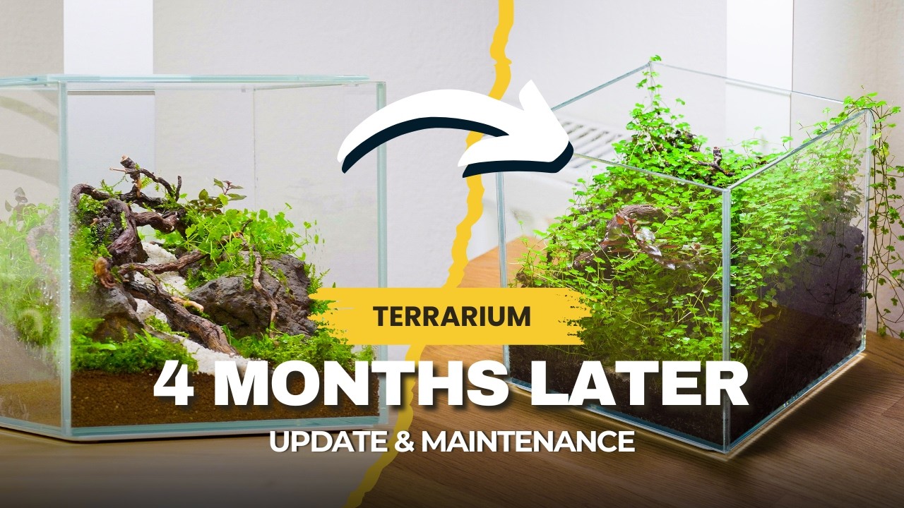 My mini desk terrarium after 4 months without care! - YouTube