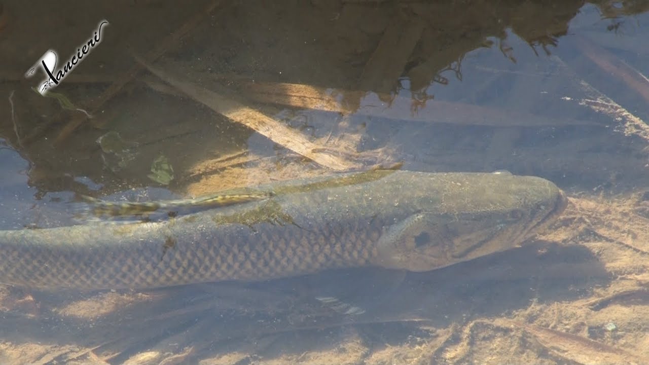 PESCARIA DE TRAÍRA, APRENDA COMO PESCAR TRAÍRAS. - YouTube