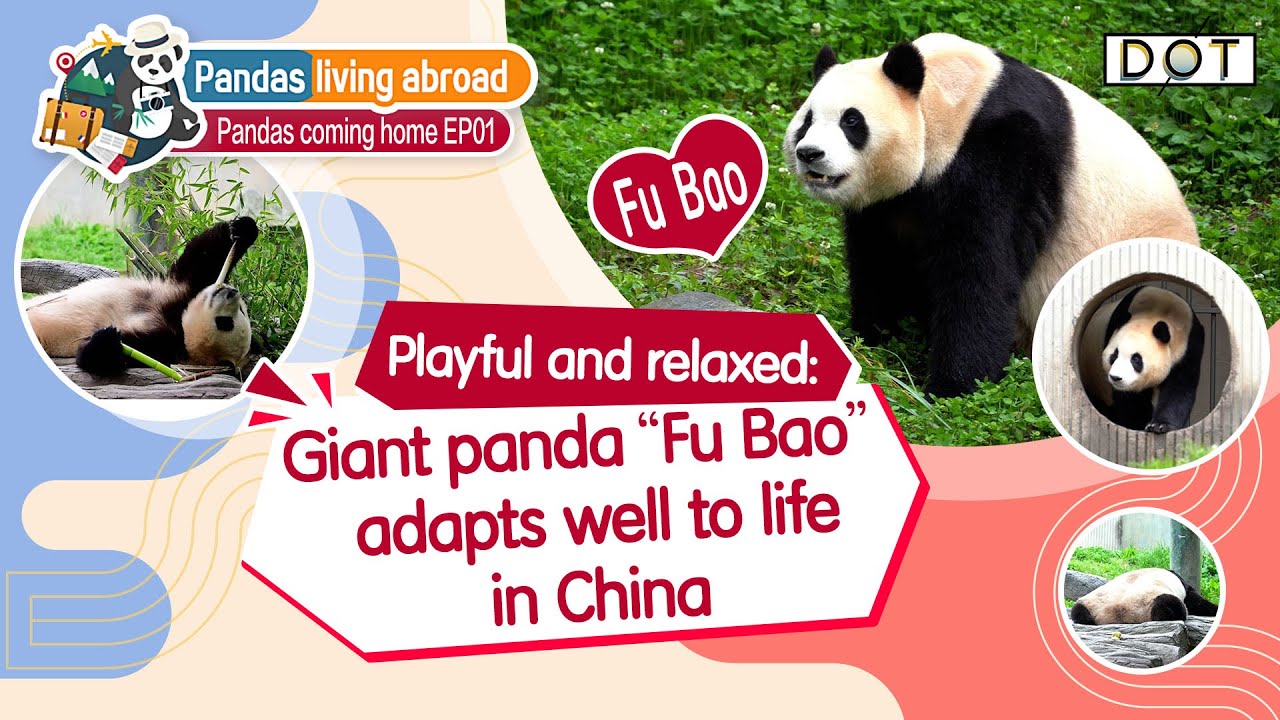 Playful and relaxed: Giant panda “Fu Bao” adapts well to life in China ...