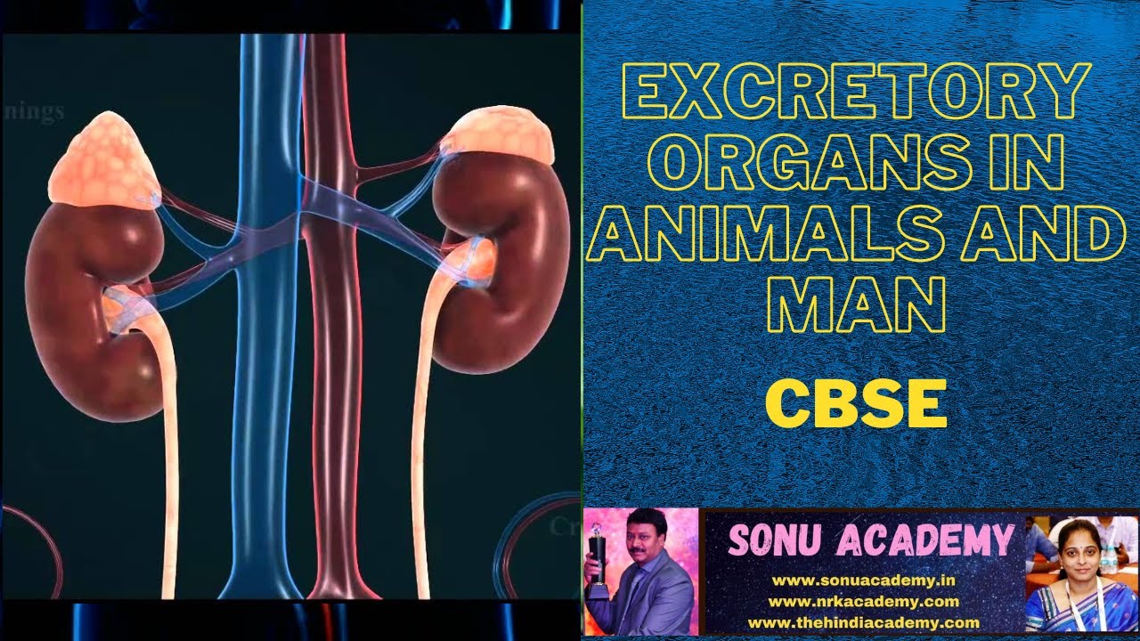 EXCRETORY ORGANS IN ANIMALS AND MAN | CBSE | BIOLOGY | #kidneys # ...