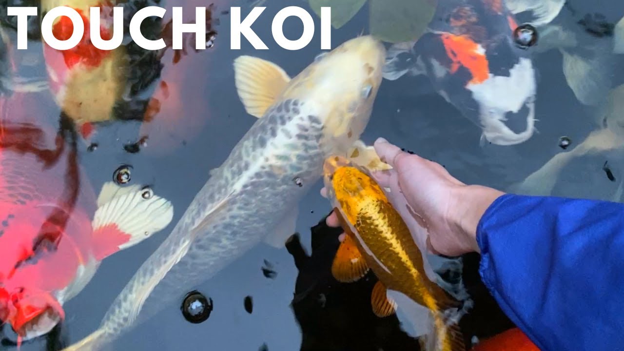 TOUCH KOI FISH WITH ME | ASMR | Rainy Day | Koi Moments - YouTube