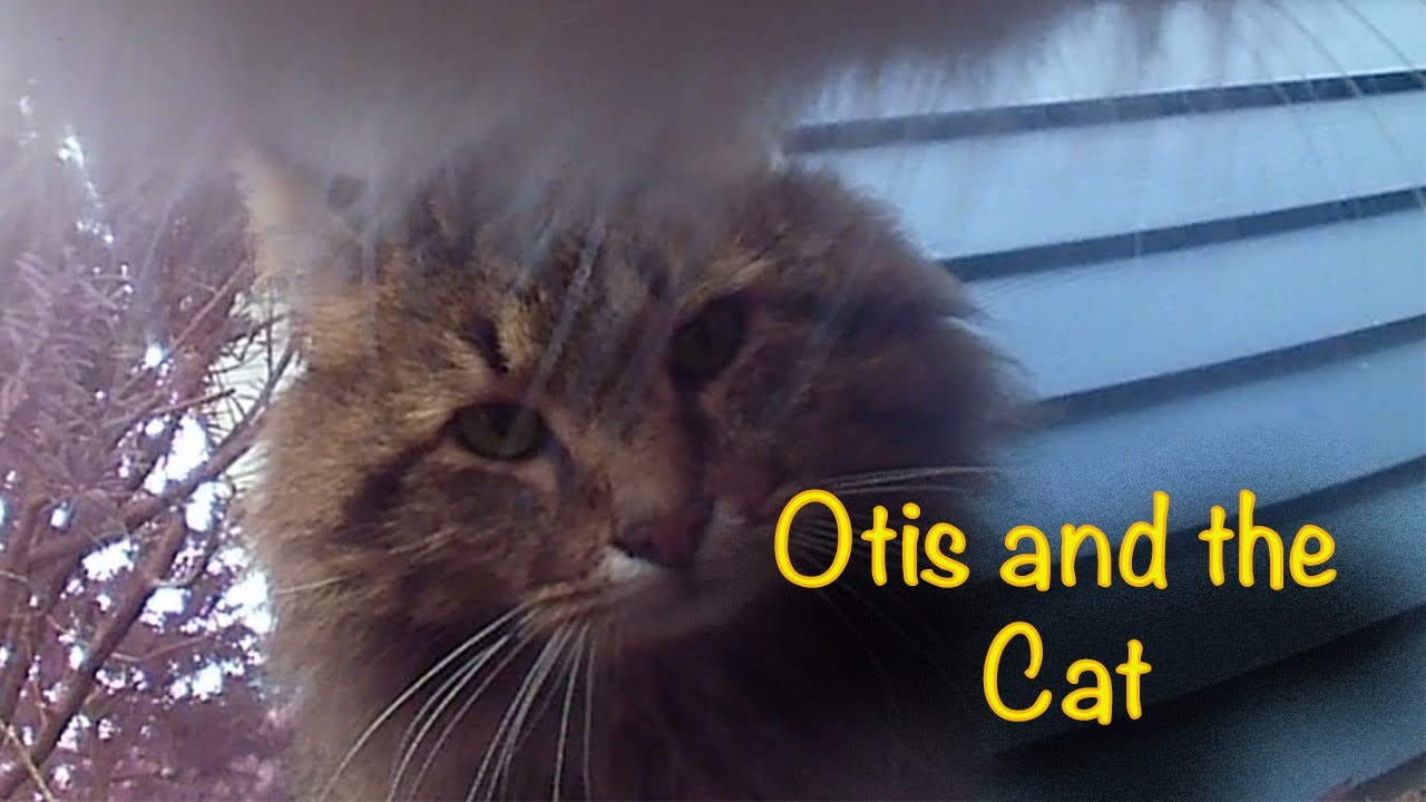 The Otis Cam | Otis and the Cat - YouTube