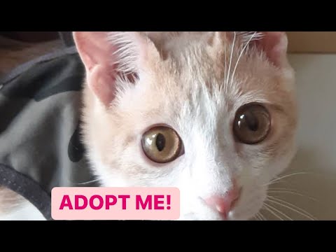 Introducing Simba - Disabled kitten - YouTube