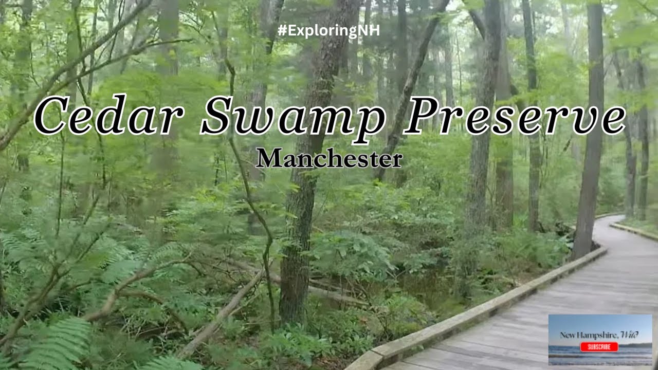 An Urban Swamp (Cedar Swamp Preserve) - YouTube