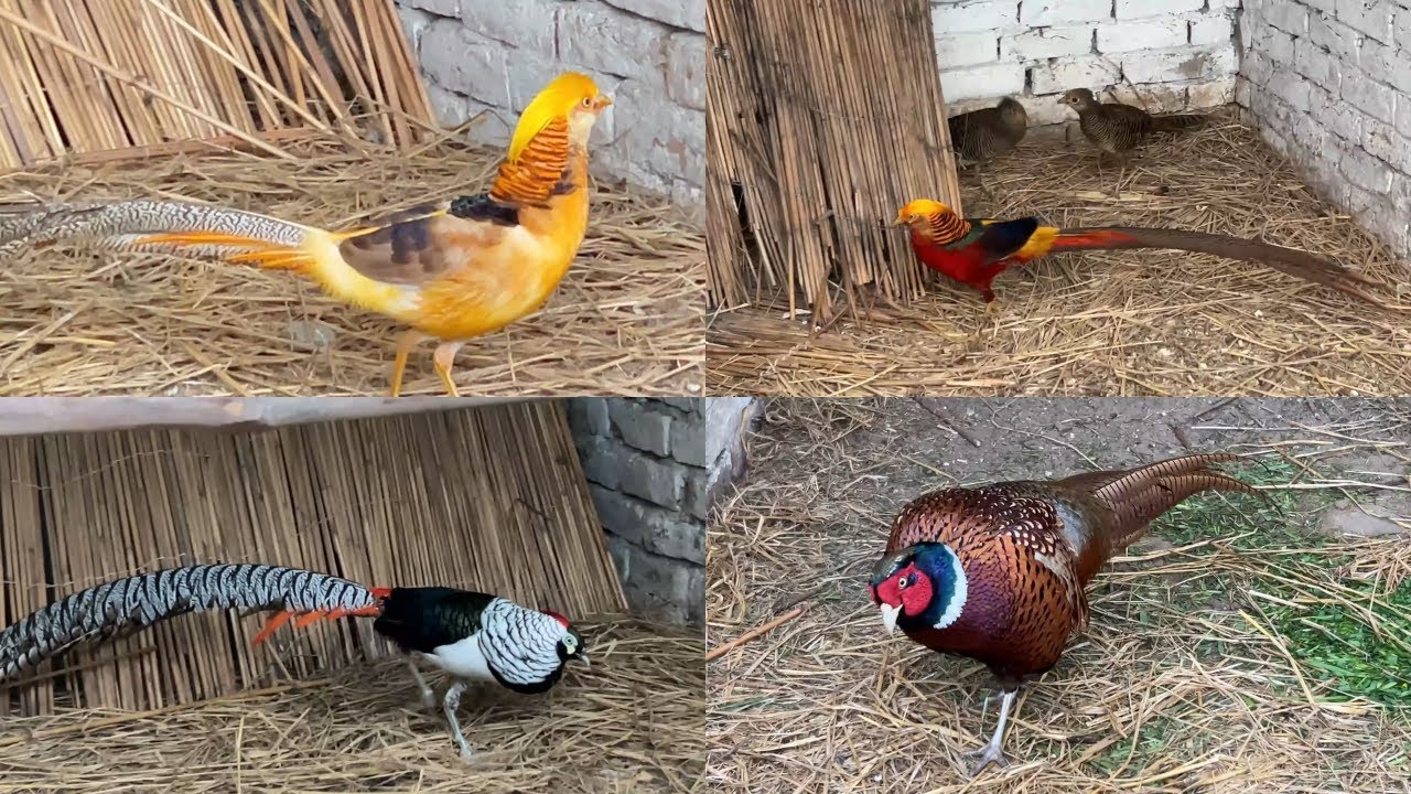 Pheasant Breeds on Farm | New Pheasant Breeding pairs on Farm House | M ...
