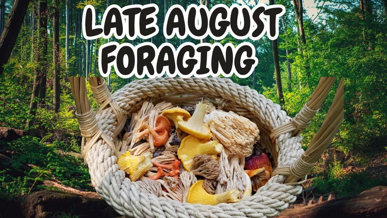 Late August Foraging Lots Of Edibles - YouTube