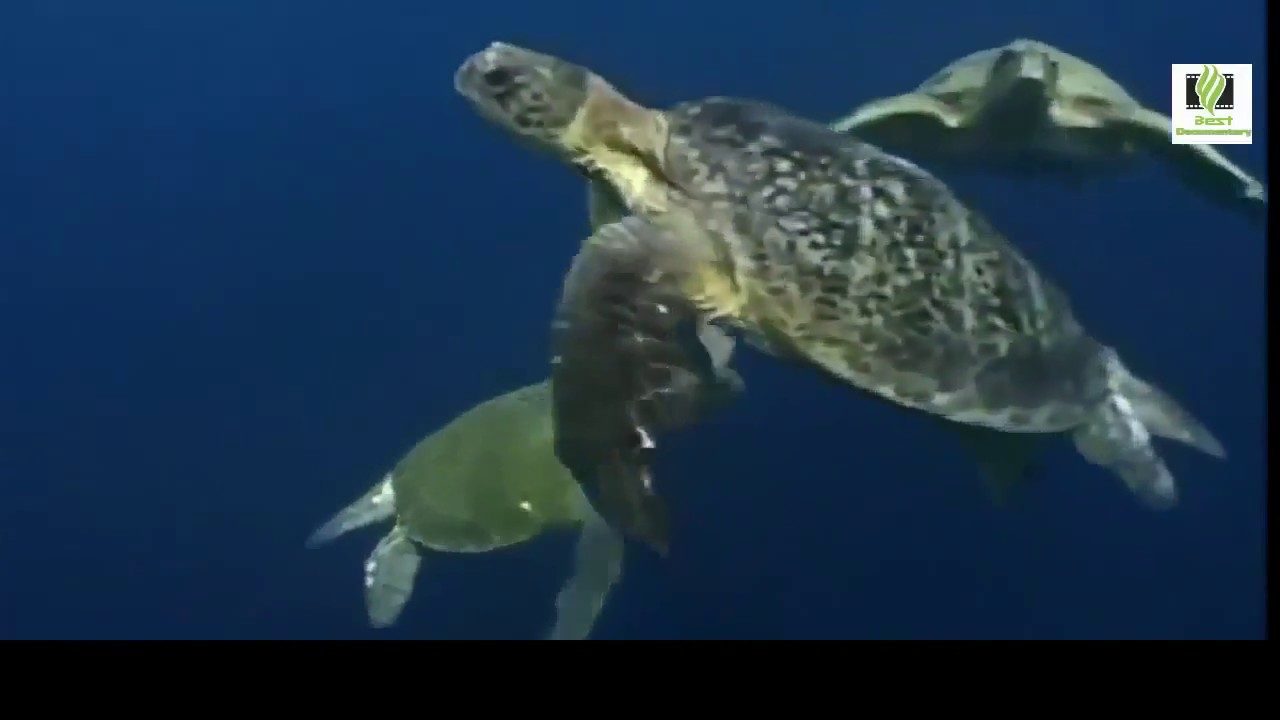 Tortoises and Sea Turtles Wildlife Animal - Top Documentary ...
