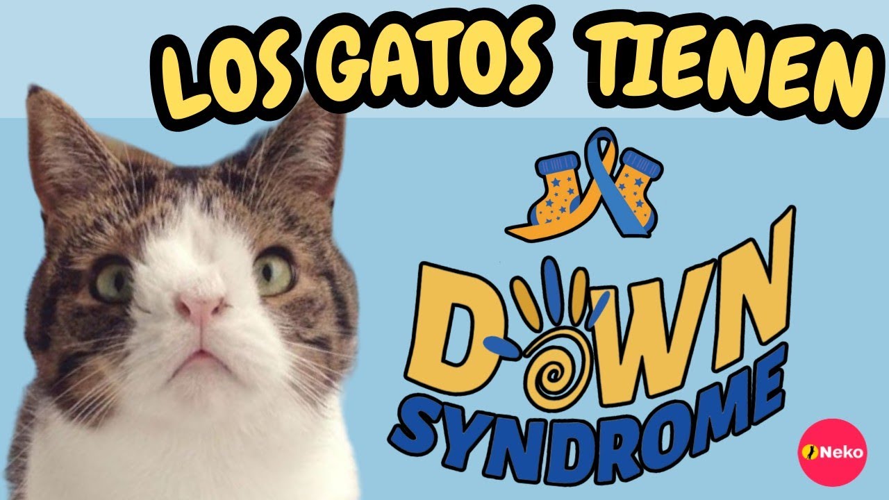 Gato Con Sindrome De Down Así Como Trates A Maya La Gata Con