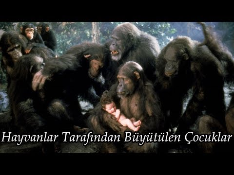 Hayvanlar Tarafından Büyütülen  Çocuklar