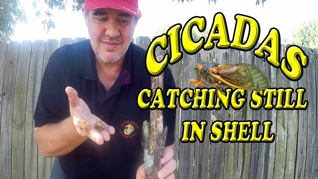 Catching Cicadas Still in their Shell - YouTube