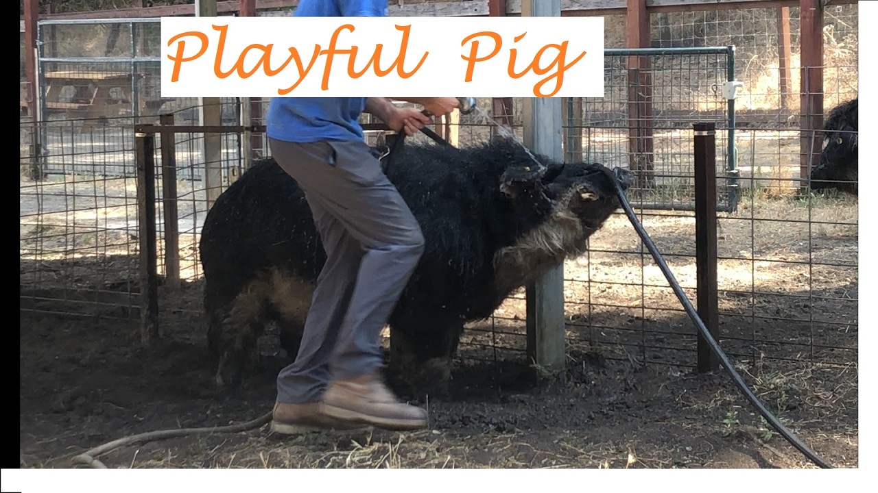 Playful Pig! This mischievous pig is obsessed with water spray for it's ...