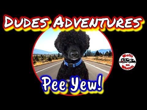 Dude Gets Into Trouble // Pee Yew! - YouTube