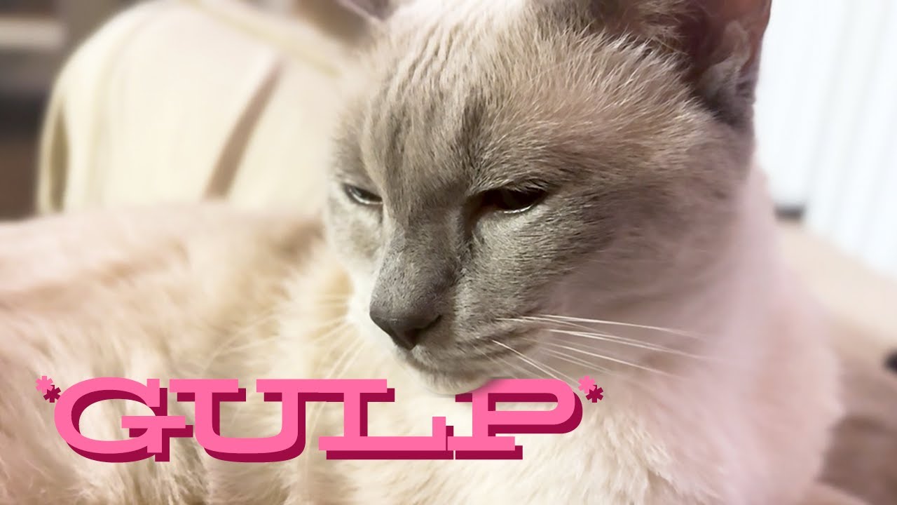CAT GULP - YouTube