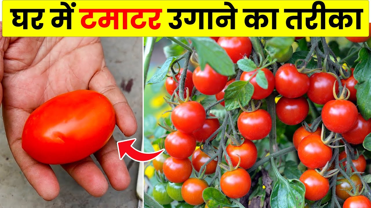 Easy Method To Grow Tomato Plant | टमाटर उगाने का सबसे आसान तरीका ...