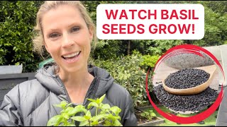 Watch BASIL growing from seed in under 2 minutes - How to grow basil from seed