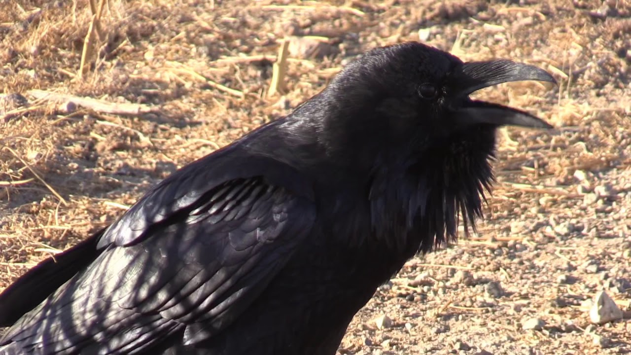 Golden eagle vs raven - YouTube