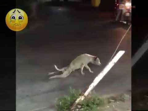 Street dog thug life