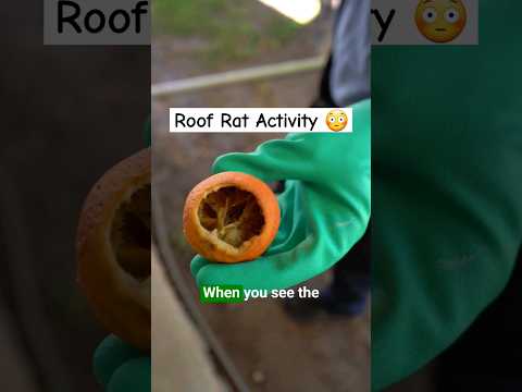 Do Rats Eat Fruit Off Trees