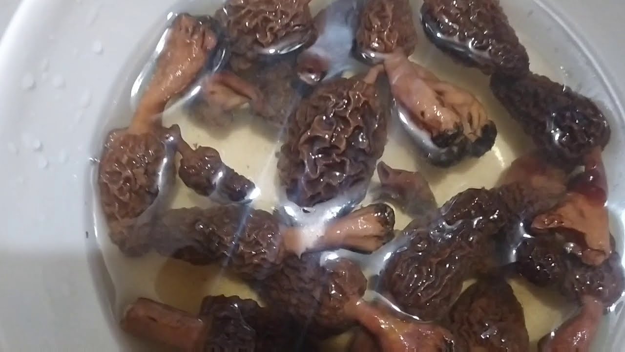 Gucchi ka madra Recipe| world expensive Vegetable| Shimla ka Zaika ...