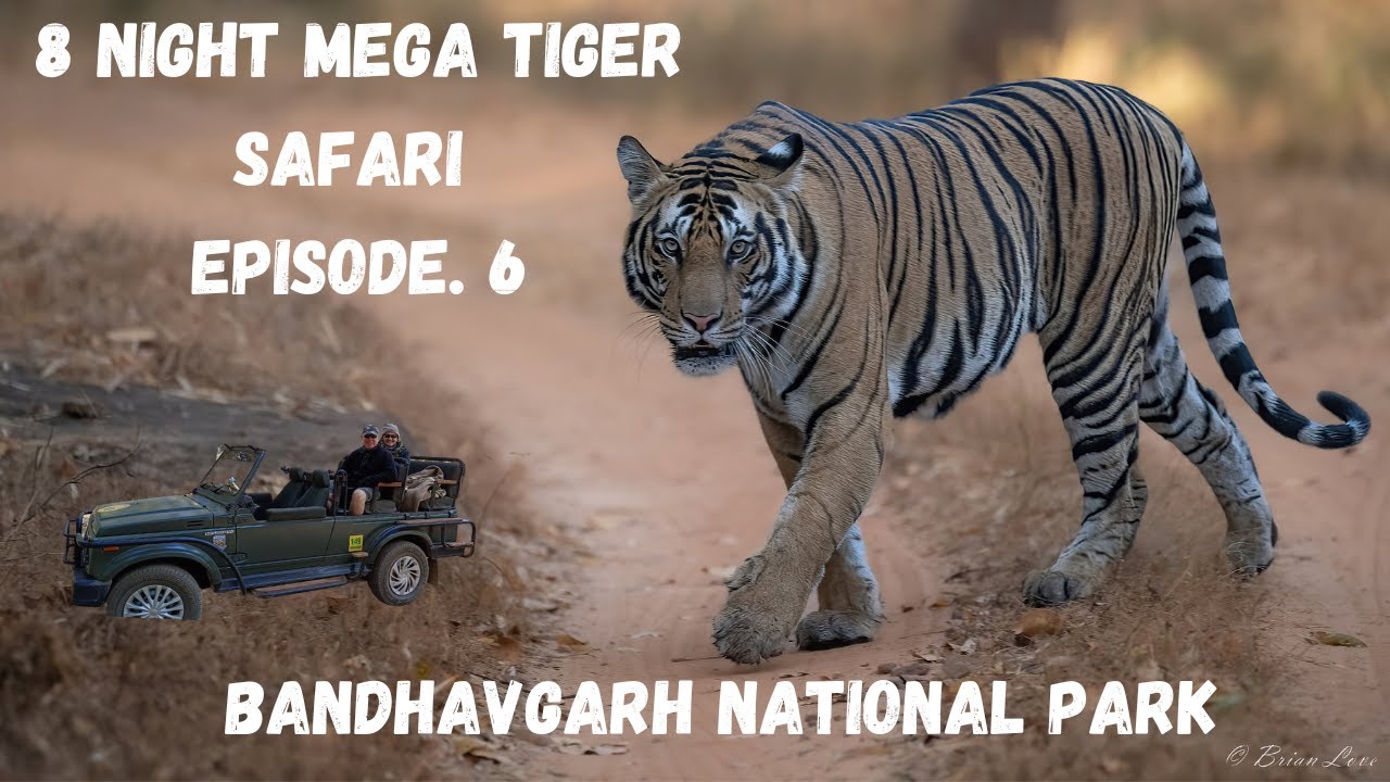8 Night Mega Tiger Safari - Bandhavgarh National Park - Ep.6 - YouTube